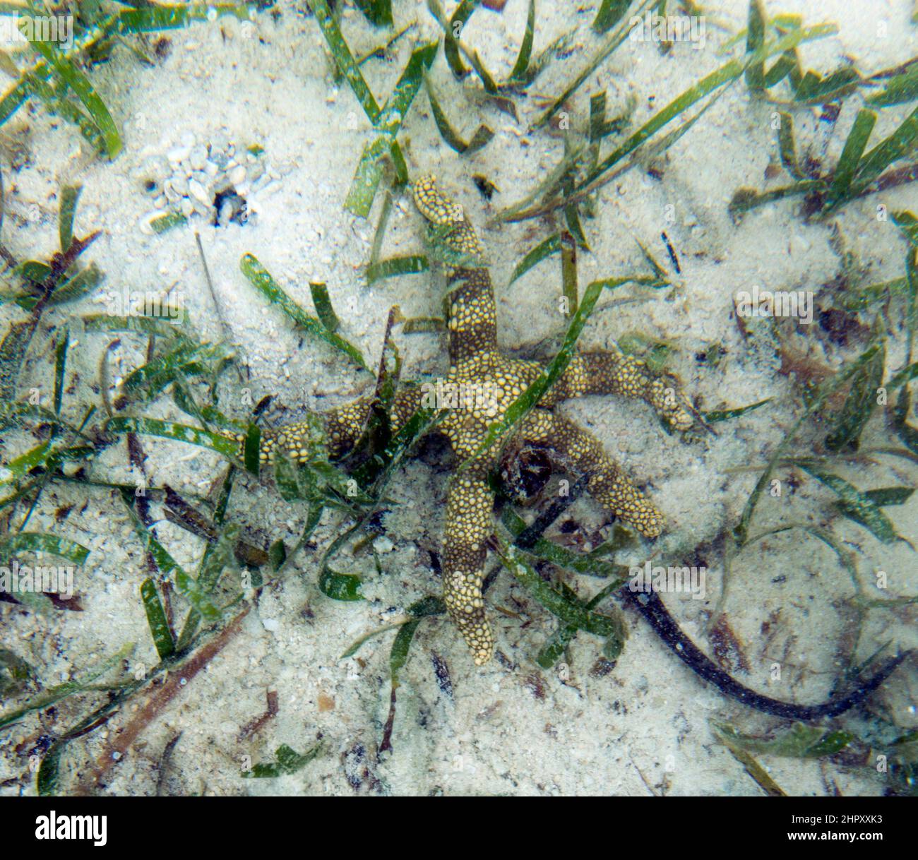 View of Starfish or sea stars in Indonesia Stock Photo - Alamy