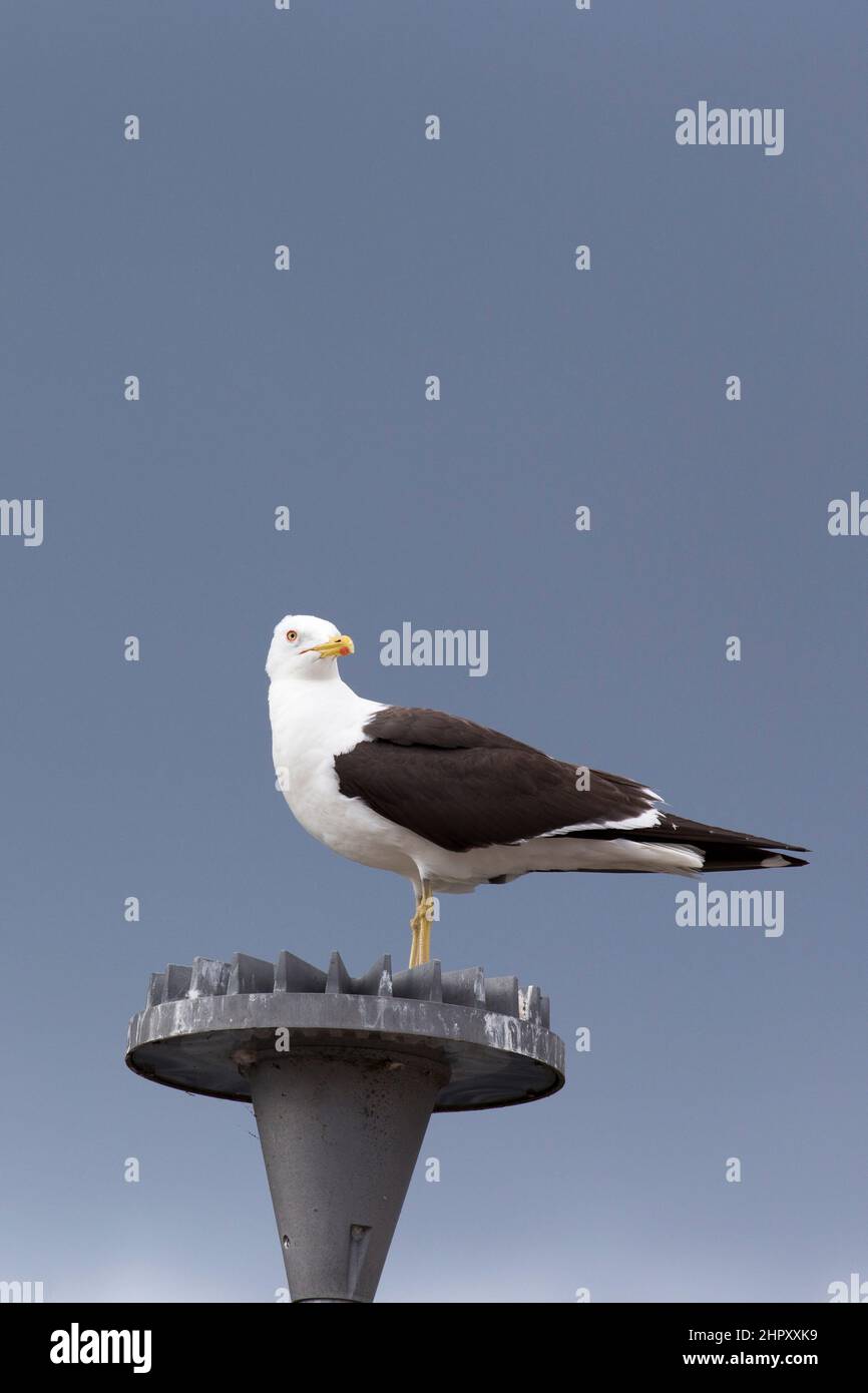 View of larus dominicanus bird in Finland Stock Photo - Alamy