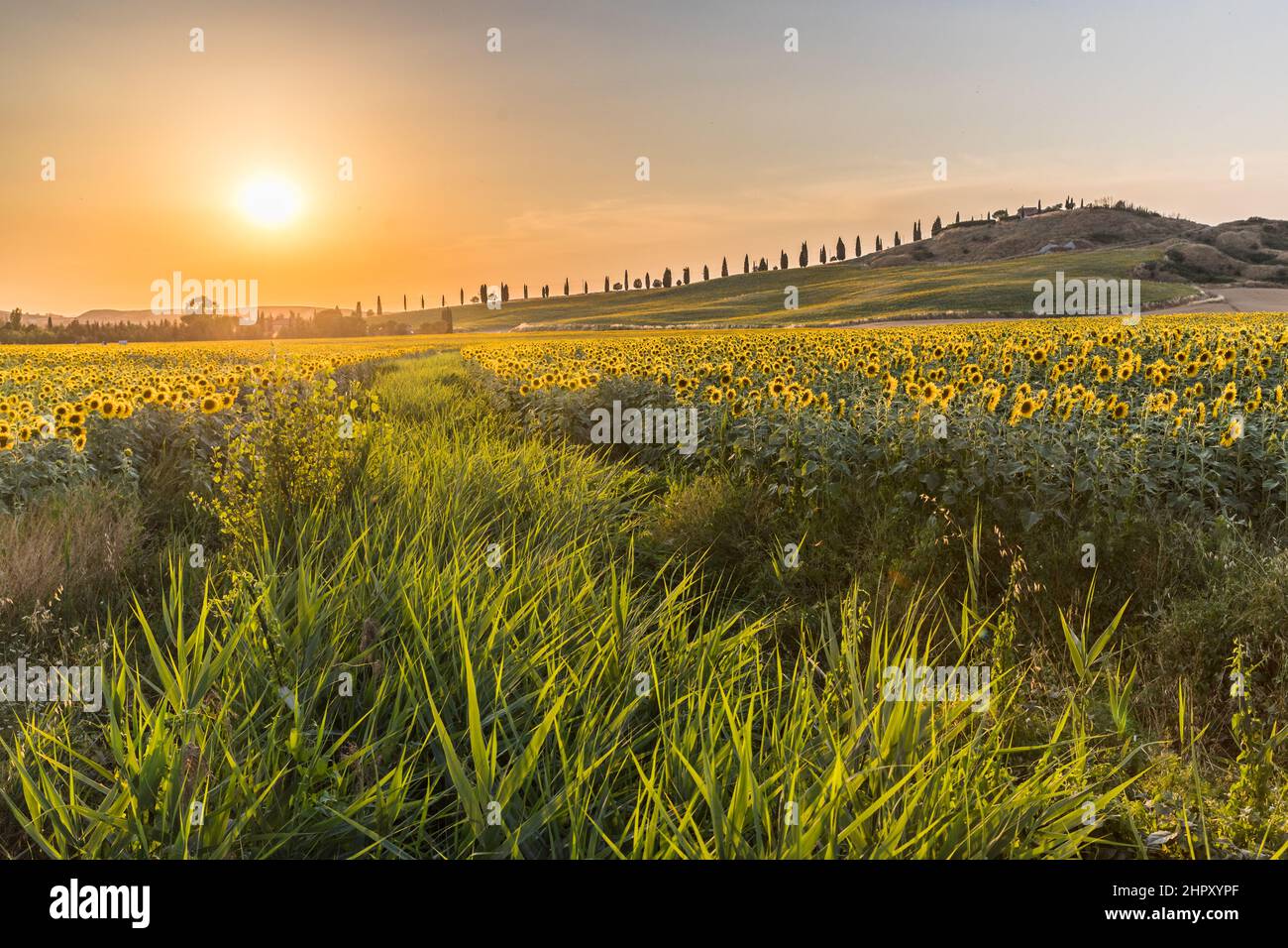 Tuscan landscape: a dreamlike country of wide verdant hills dotted with ...