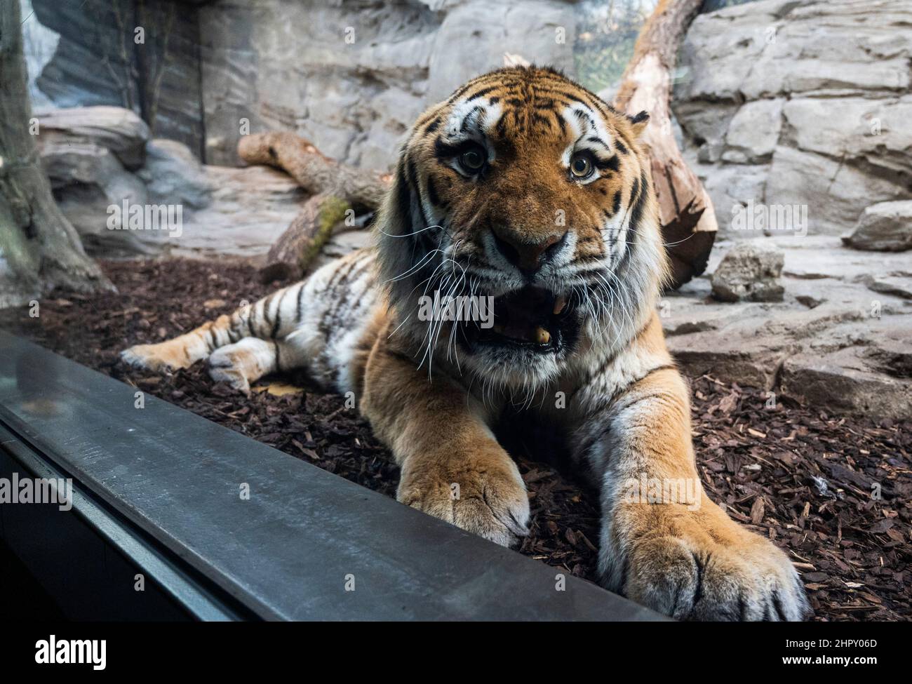 Berlin, Germany. 24th Feb, 2022. An Amur tiger sits in its enclosure at ...