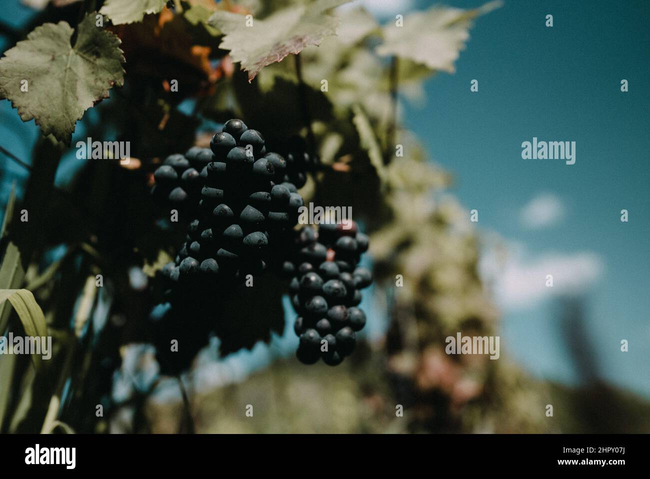 Reben hi-res stock photography and images - Alamy