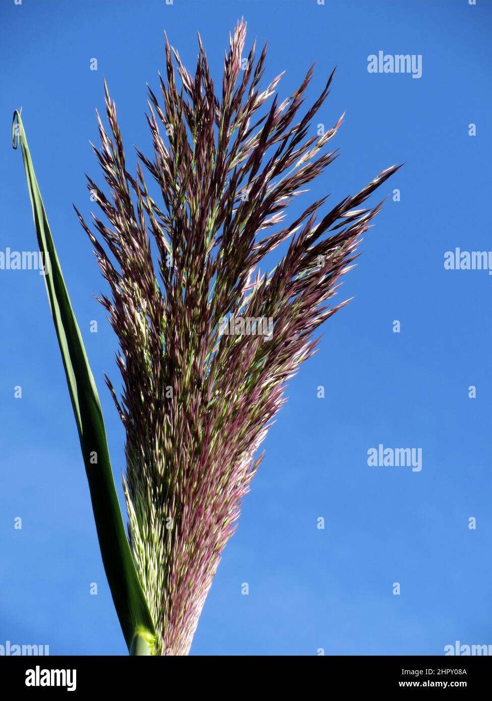 Vibrant reed leaf hi-res stock photography and images - Alamy