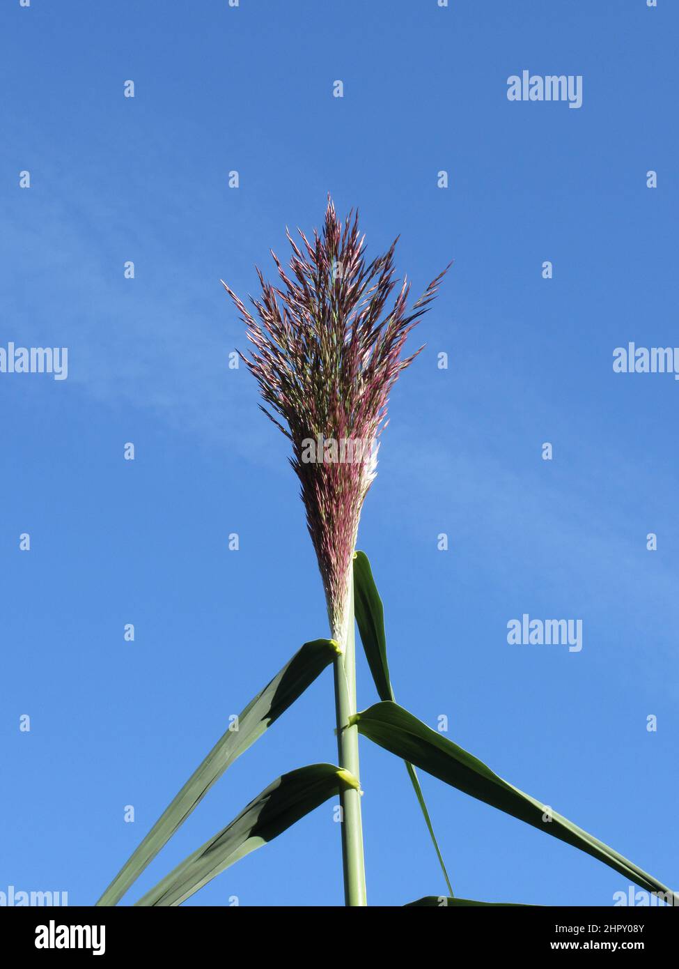 Branch of Giant reed plant with flower Stock Photo - Alamy