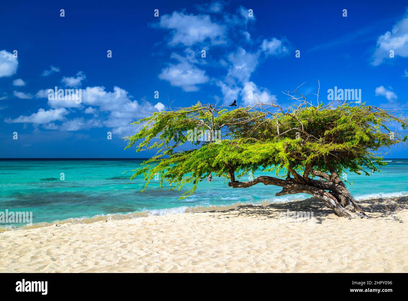 A panoramic view of Arashi Beach on the island of Aruba in the ...