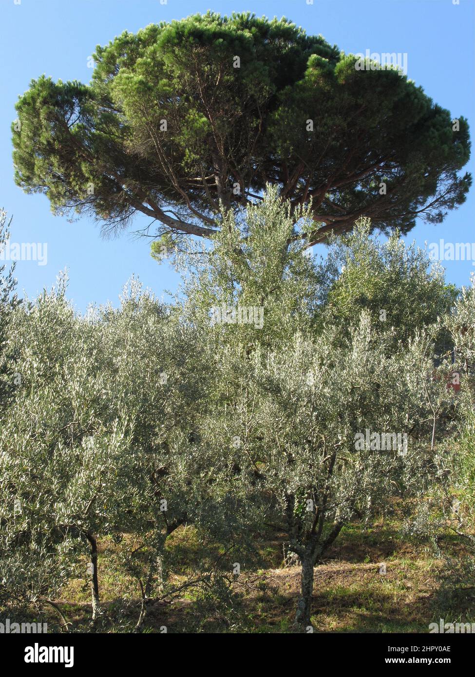 Olive trees with pine tree as background Stock Photo - Alamy
