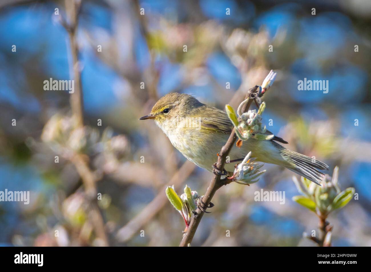 Close-up of a common chiffchaff bird Phylloscopus collybita, singing on ...