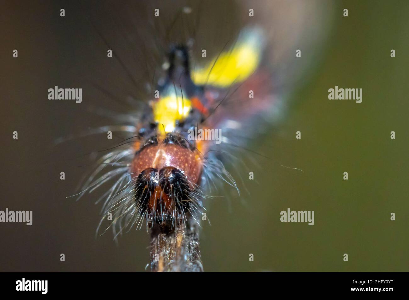 Closeup of a caterpillar of a grey dagger, Acronicta psi, moth crawling ...