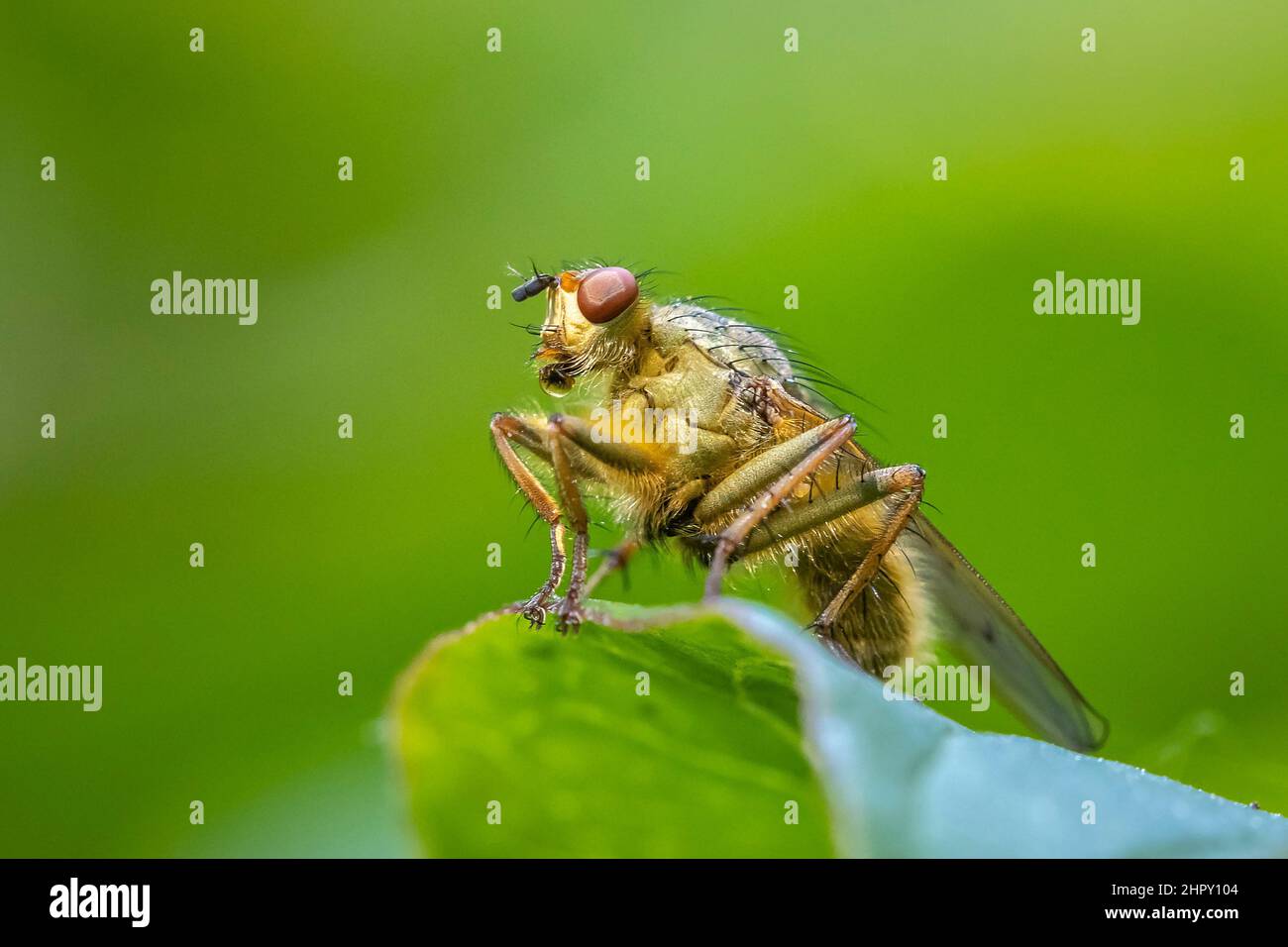 Closeup of a male Scathophaga stercoraria insect, also known as the ...