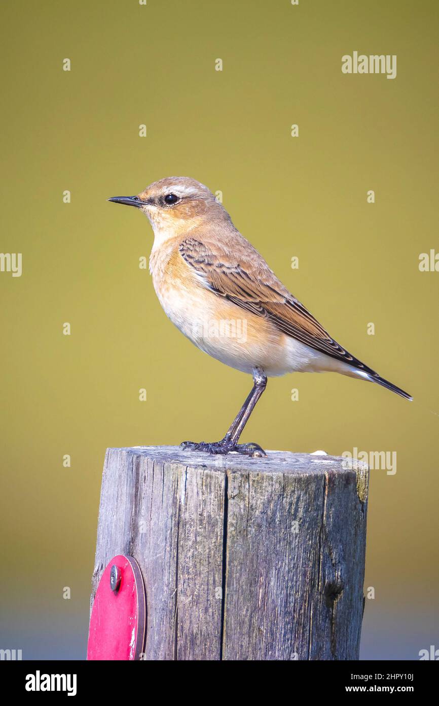 Northern wheatear spring migration hi-res stock photography and images ...