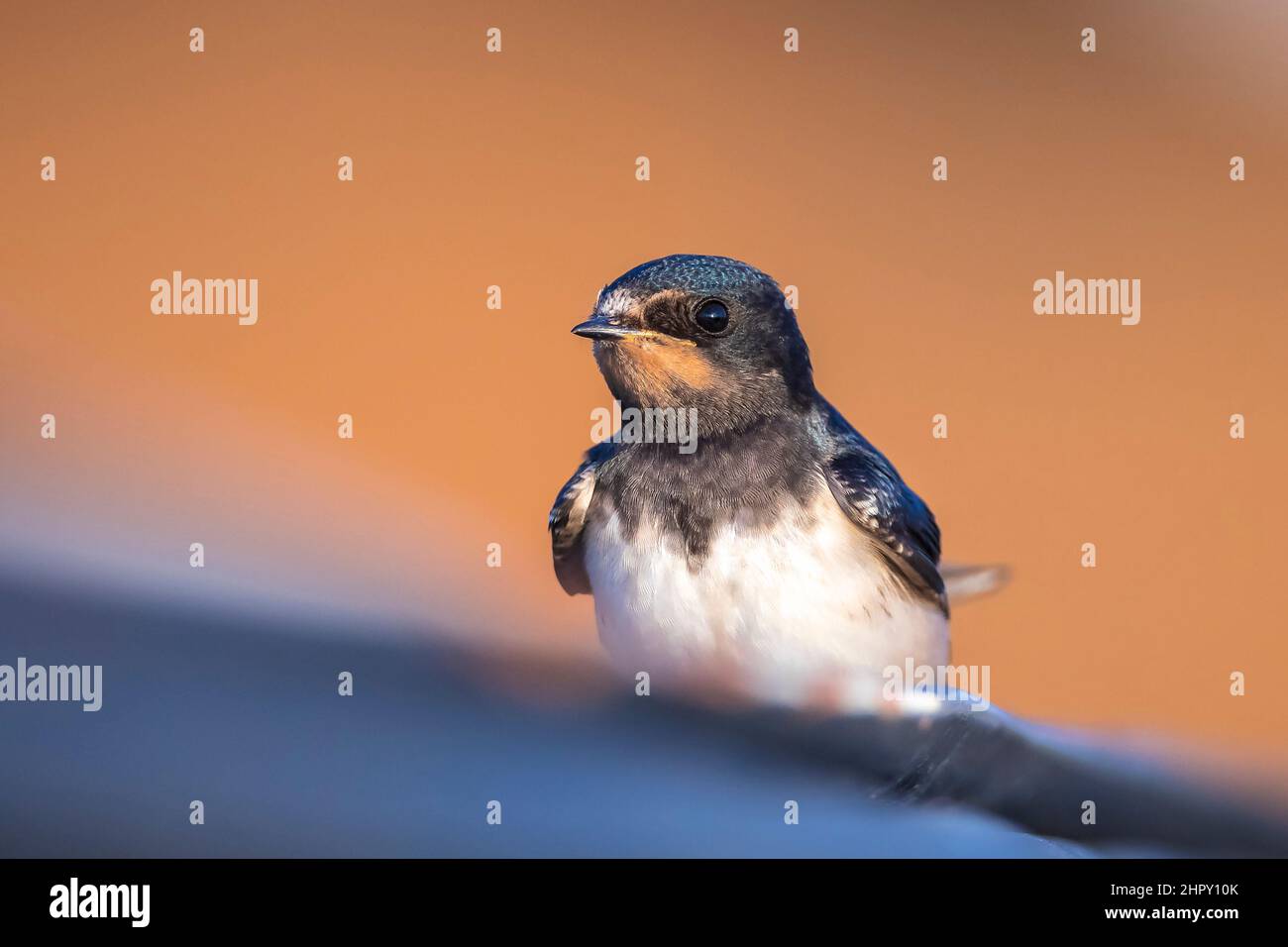 Closeup of a Barn Swallow Hirundo rustica resting. This is the most ...