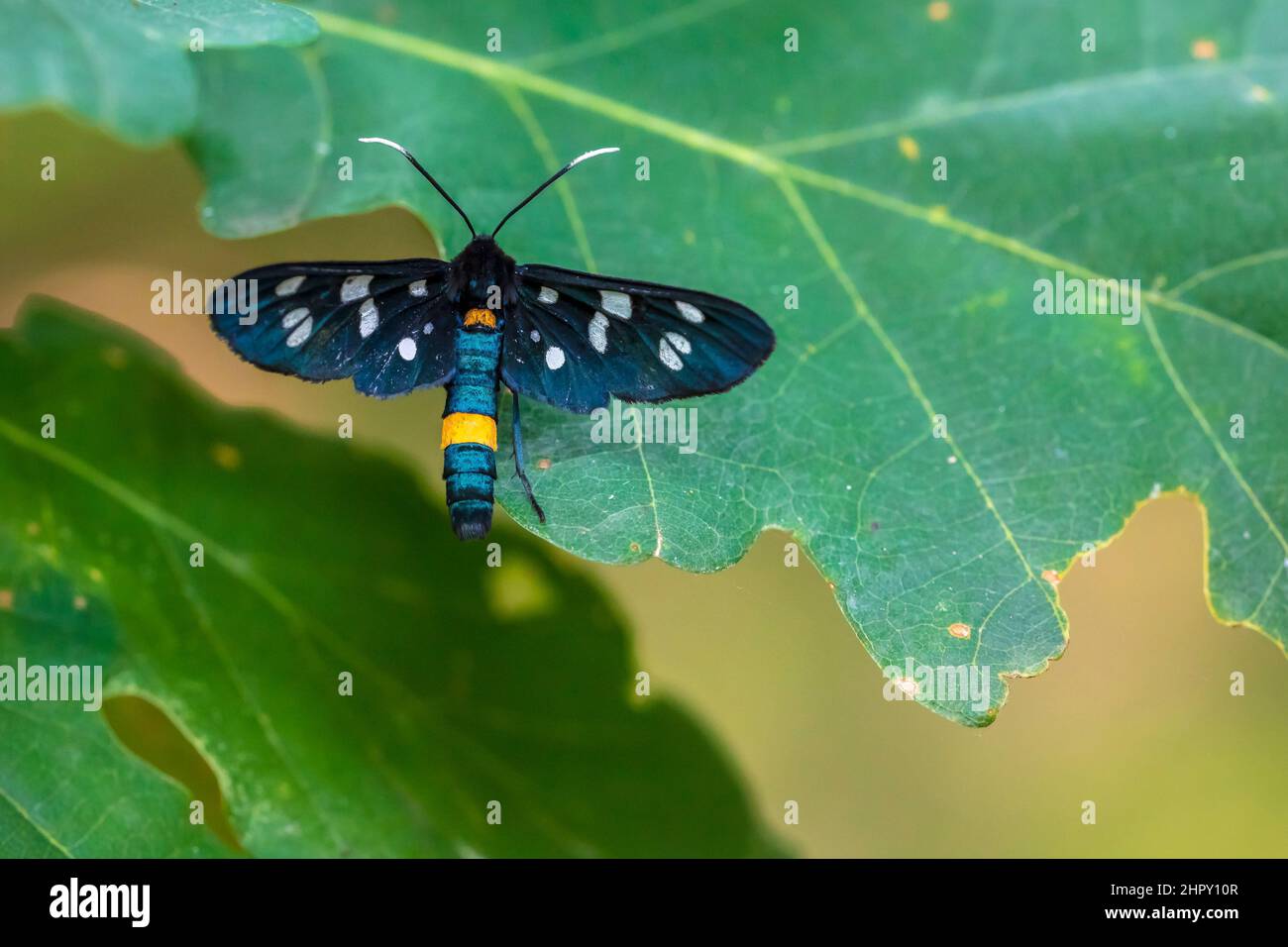 Yellow spotted moth hi-res stock photography and images - Alamy