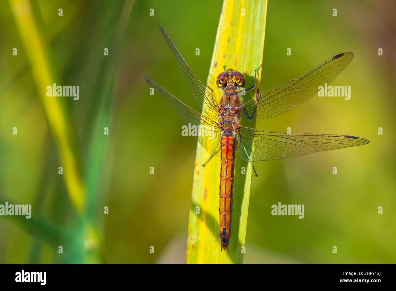 Close-up of a male vagrant darter, Sympetrum vulgatum, hanging on ...