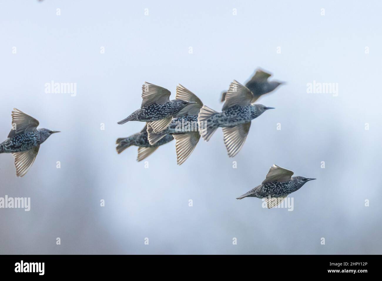 A flock of common starling birds Sturnus vulgaris migration in flight ...