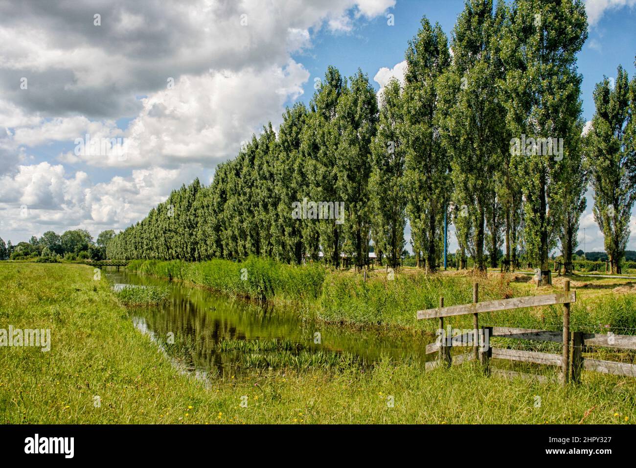 Row of trees in Dutch landscape with canal Stock Photo - Alamy