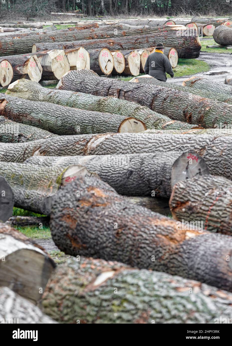Daldorf, Germany. 24th Feb, 2022. Logs are lying in the central ...