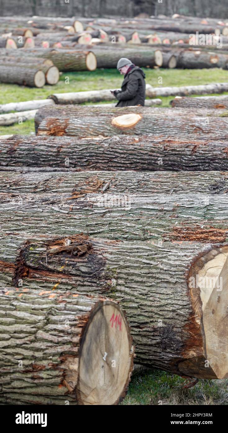 Daldorf, Germany. 24th Feb, 2022. Logs are lying in the central ...