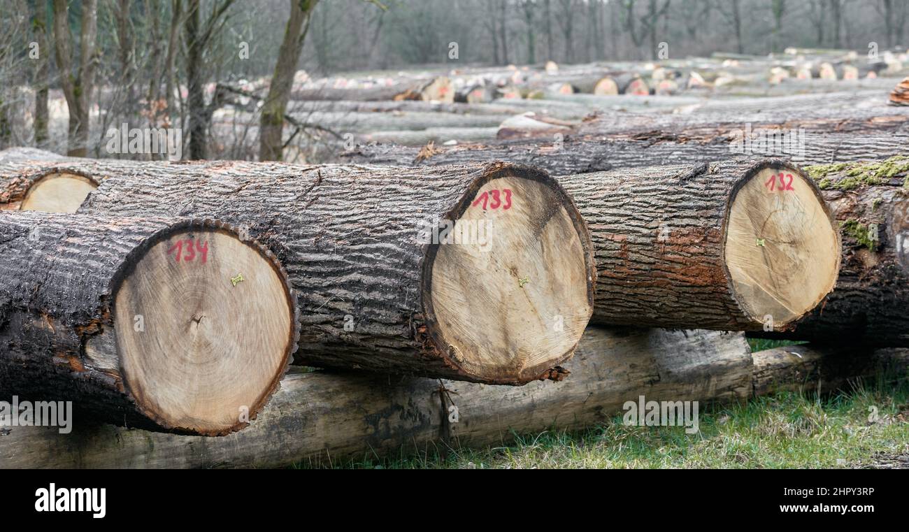 Daldorf, Germany. 24th Feb, 2022. Logs are lying in the central ...