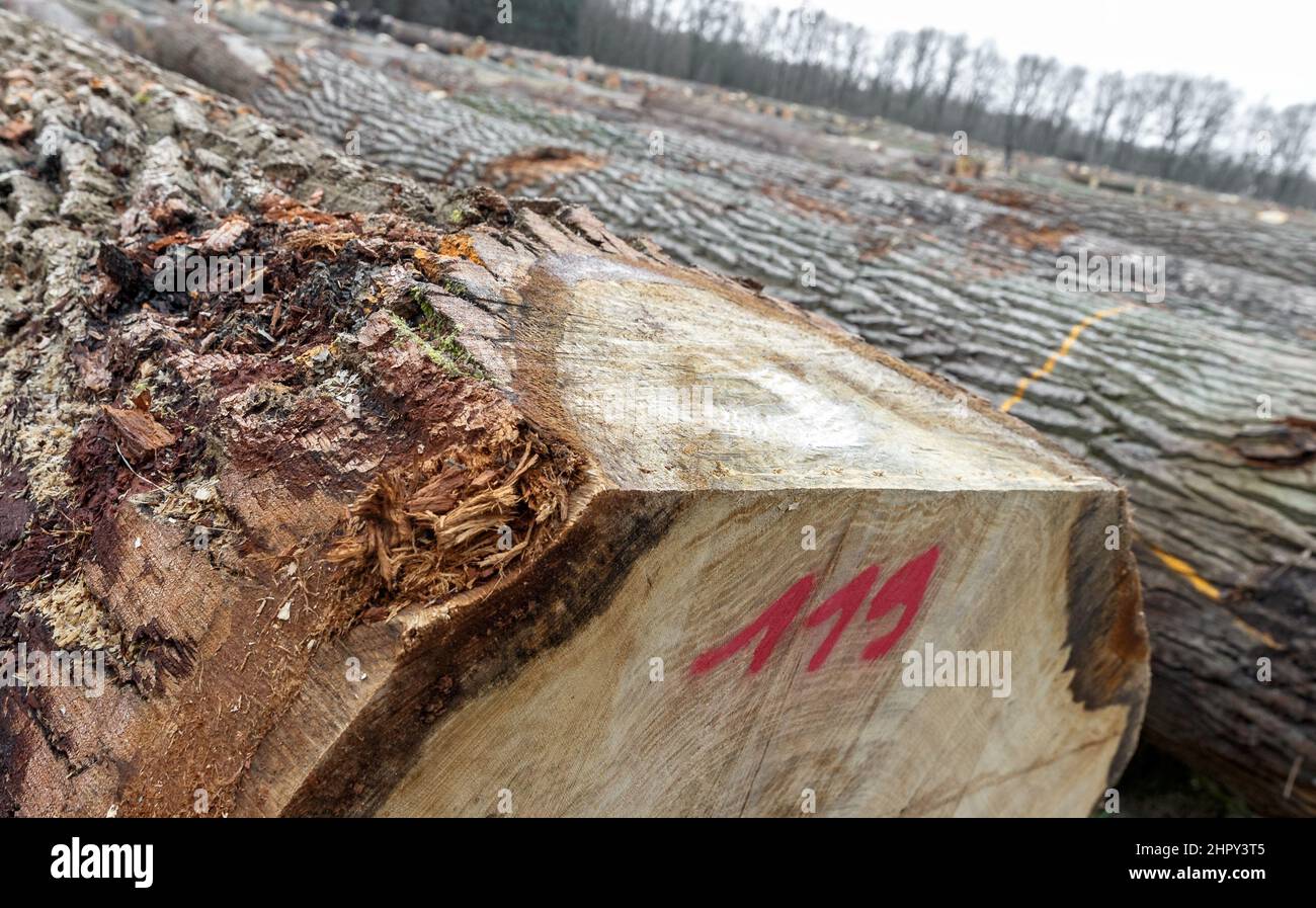 Daldorf, Germany. 24th Feb, 2022. Logs are lying in the central ...
