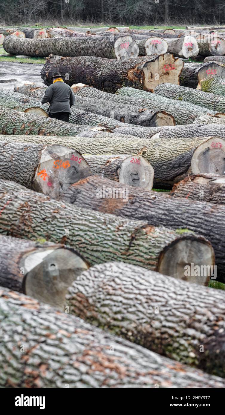 Daldorf, Germany. 24th Feb, 2022. Logs are lying in the central ...