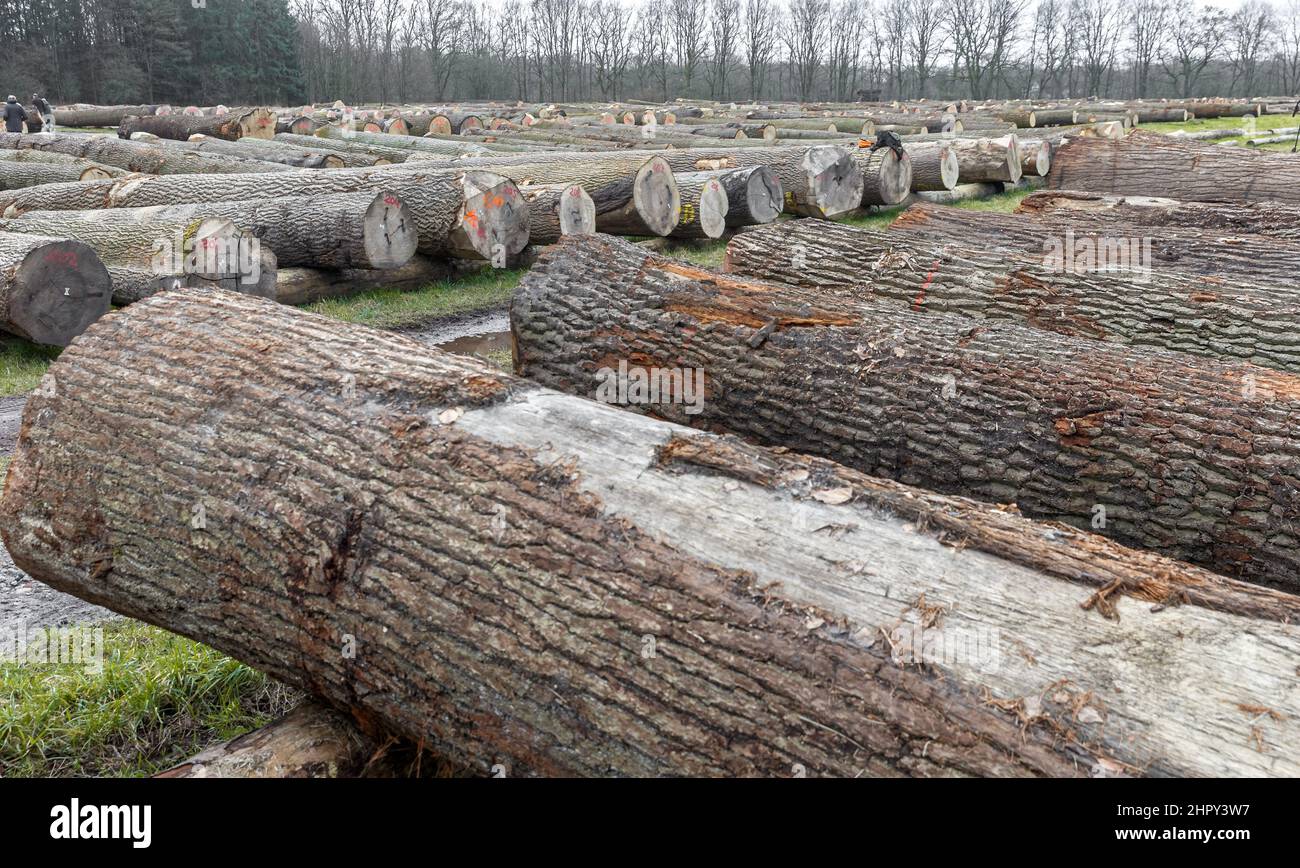 Daldorf, Germany. 24th Feb, 2022. Logs are lying in the central ...