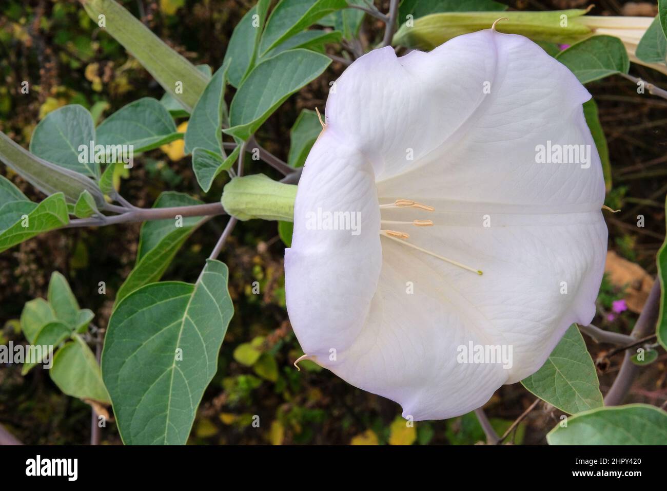 Datura Angel’s Trumpet is growing in garden. White flowers in with ...