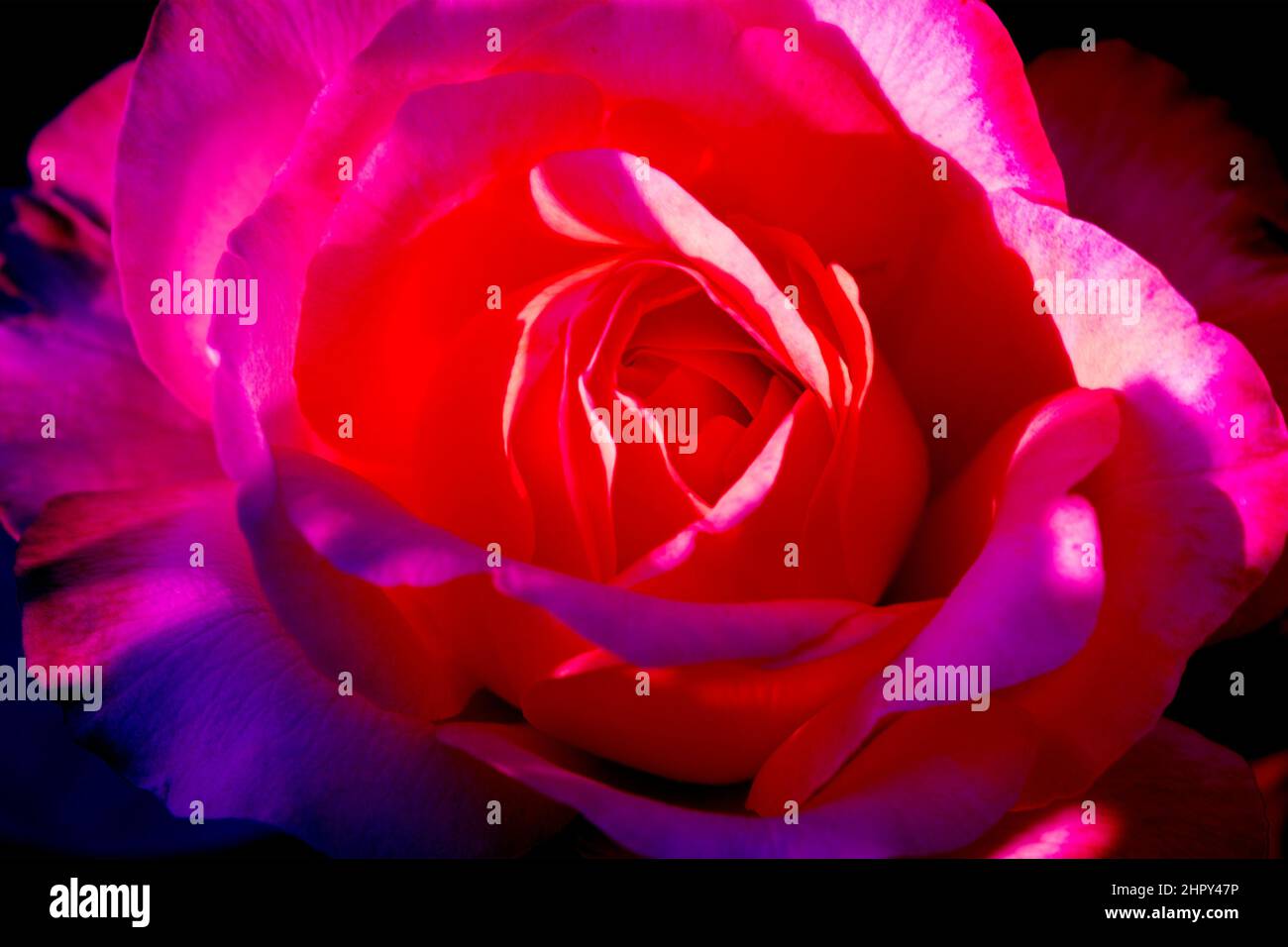 Close-up photo of beautiful red rose in strange light and shadow Stock ...