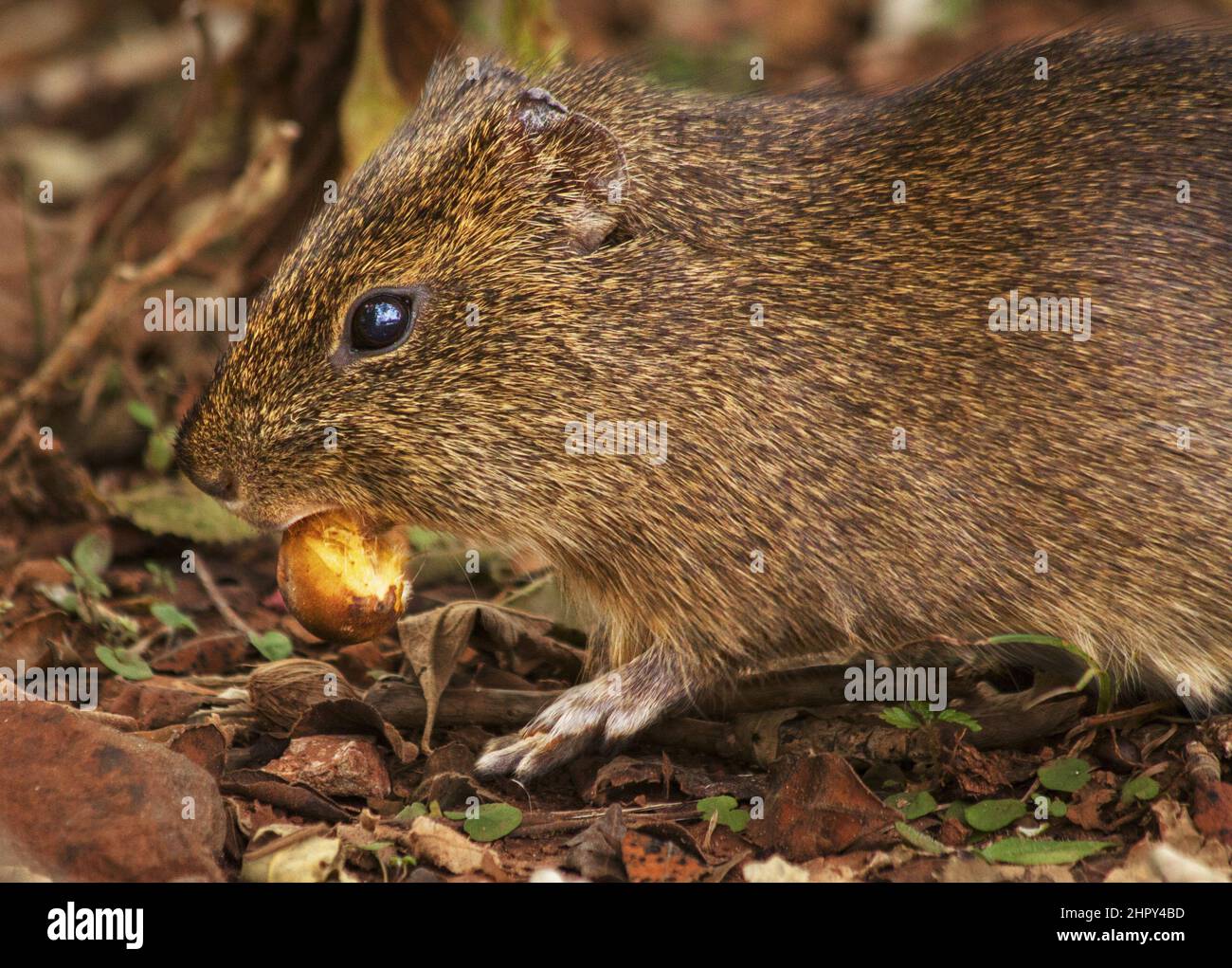 Guinea argentina hi-res stock photography and images - Alamy