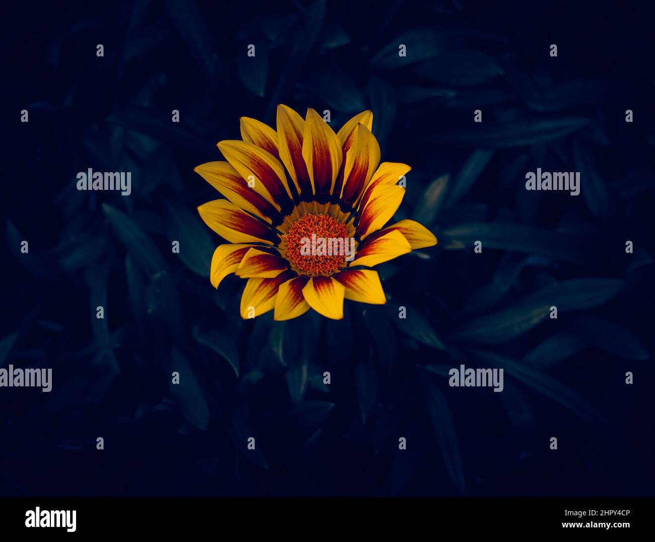 Yellow flower high contrast Stock Photo - Alamy