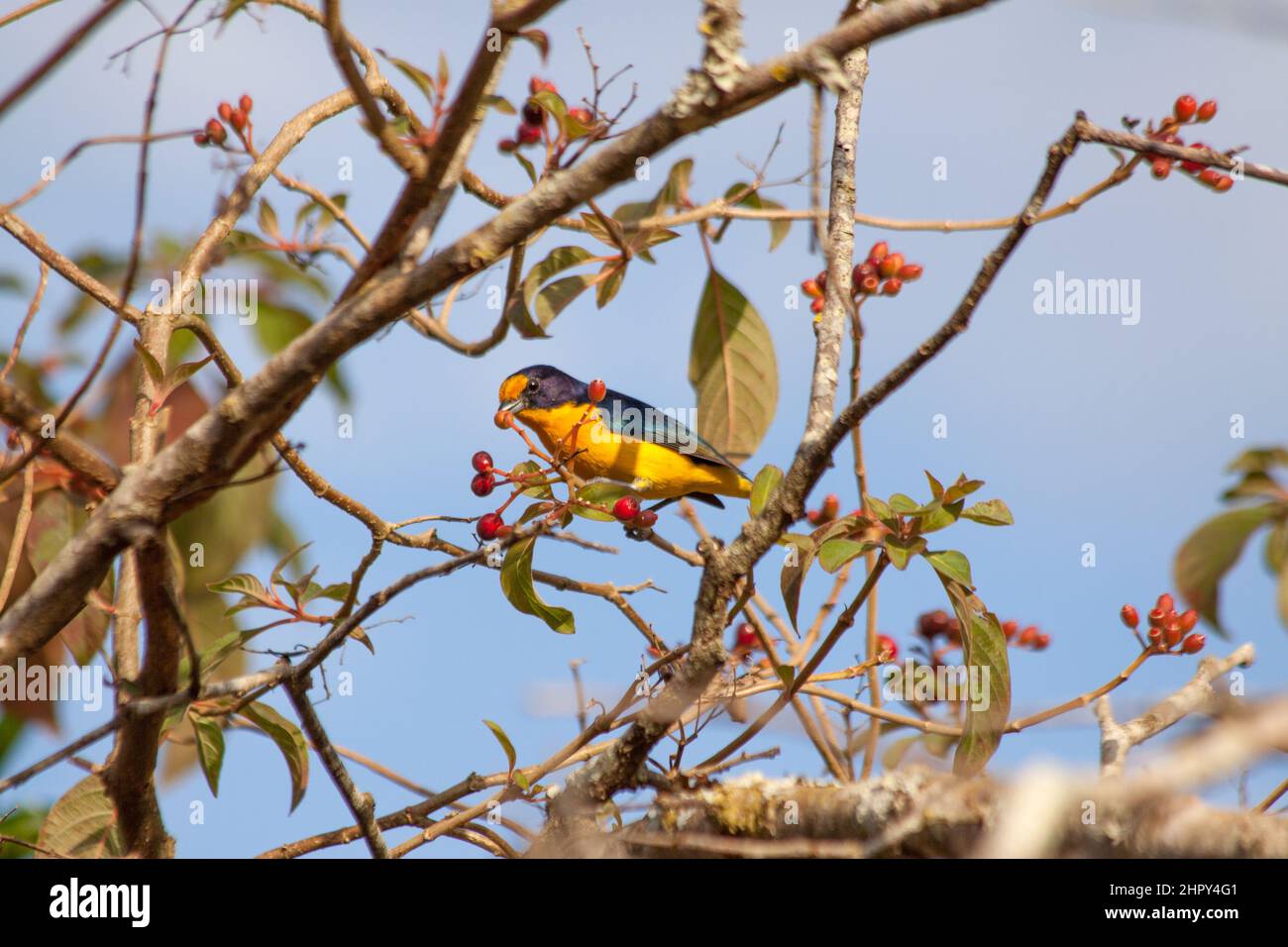 Green throated euphonia hi-res stock photography and images - Alamy
