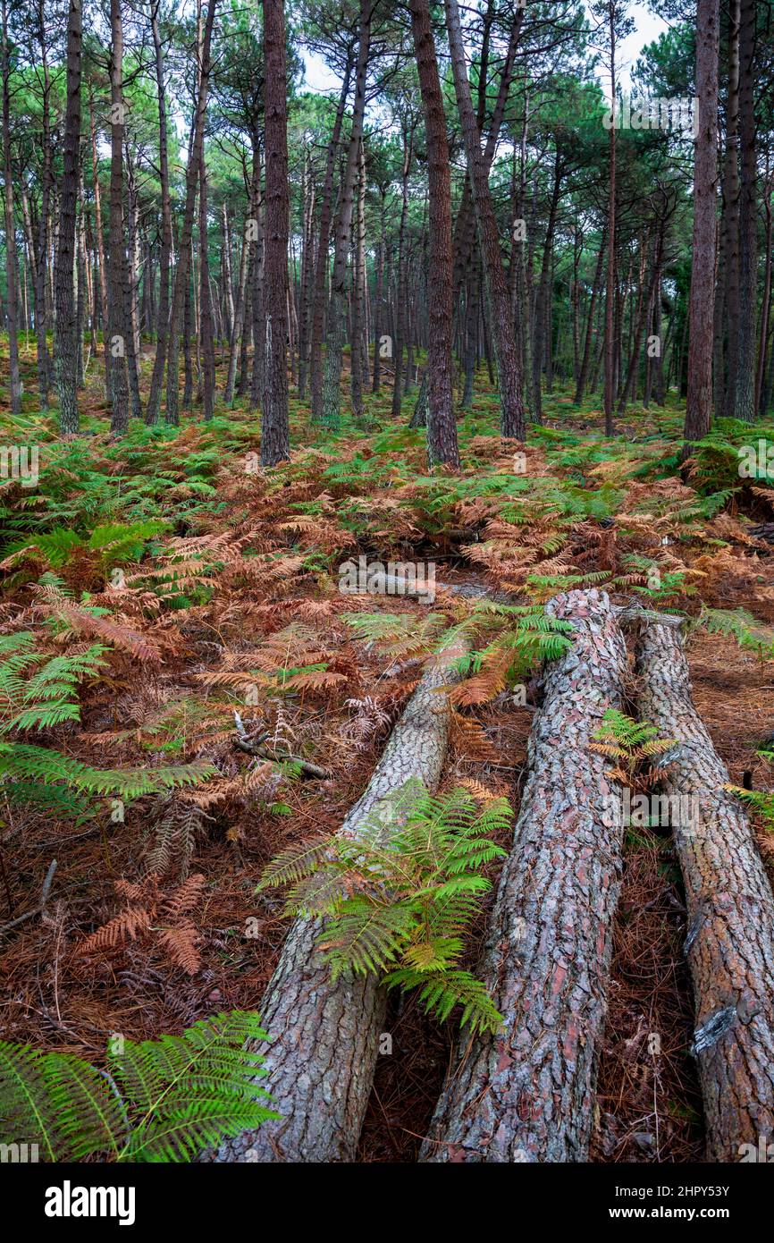 Bracken island hi-res stock photography and images - Alamy