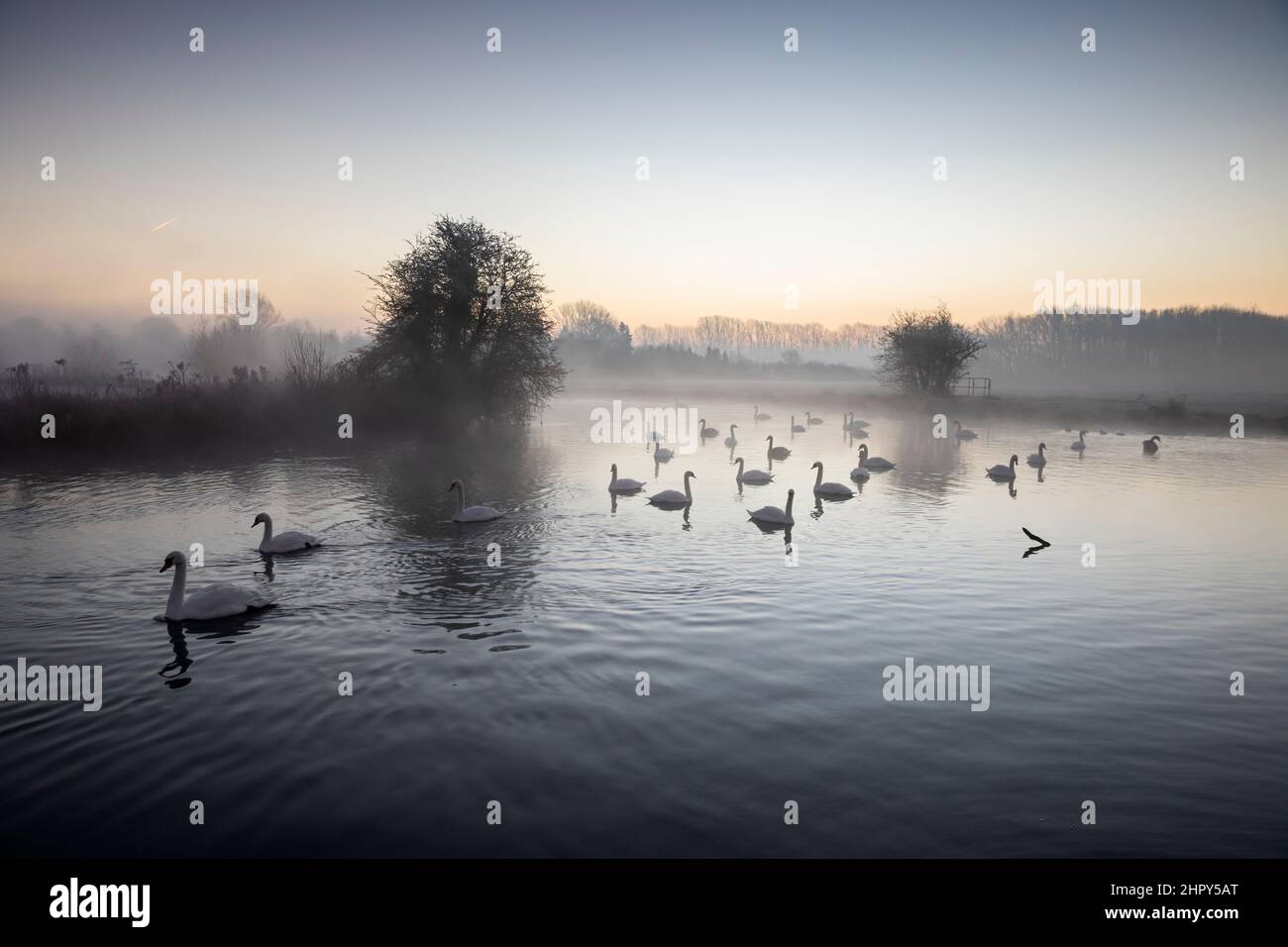 Swans on the River Thames on a misty winter morning at sunrise ...