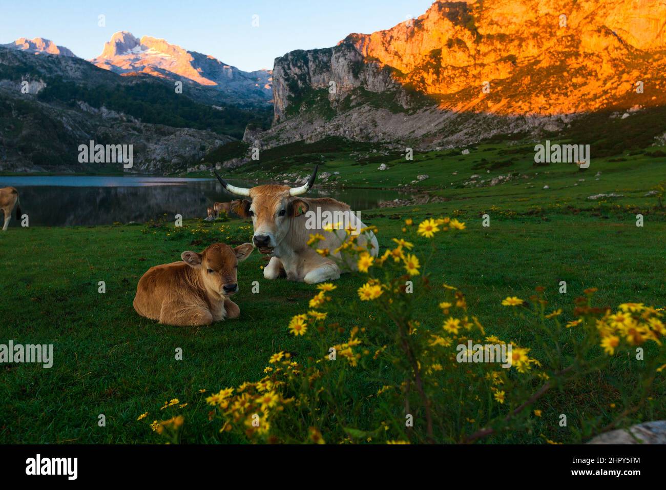 Asturian Mountain cattle cow sits on the lawn in a national park at ...