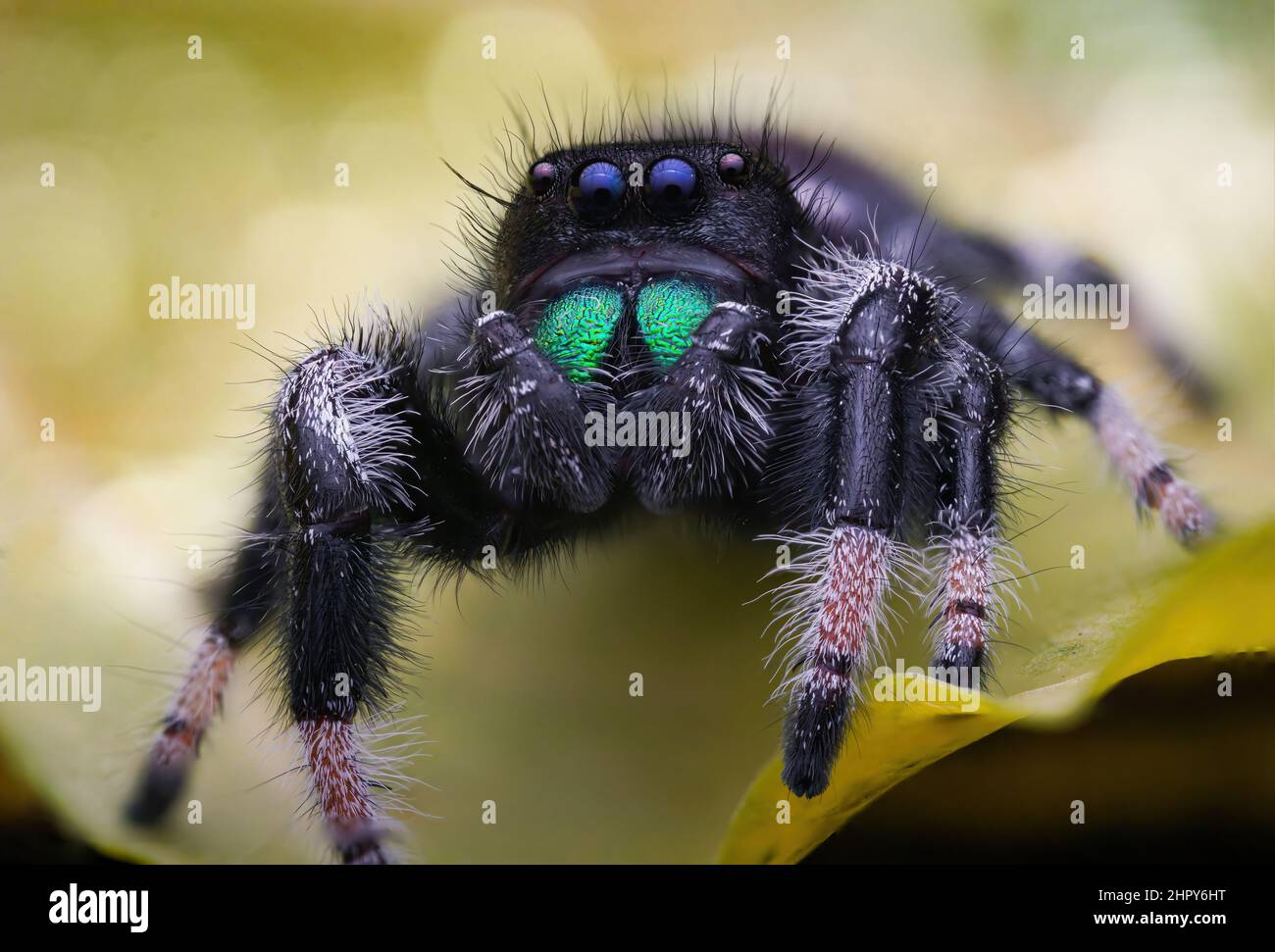 Macro of male Phidippus regius everglades Stock Photo - Alamy