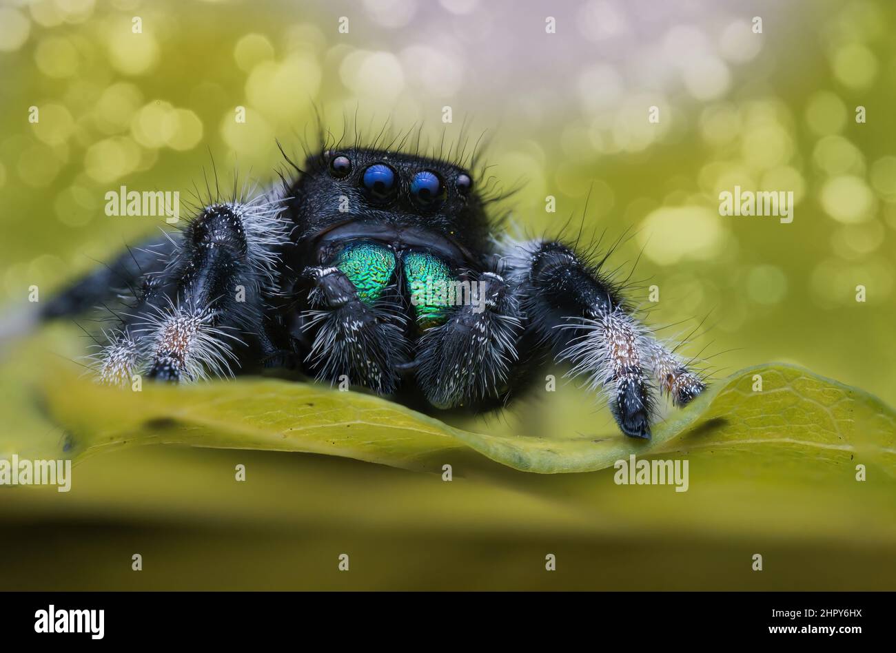 Phidippus Regius