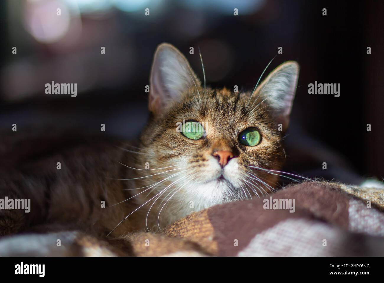 Domestic tricolor (white, gray, red) mestizo cat with green eyes lies ...