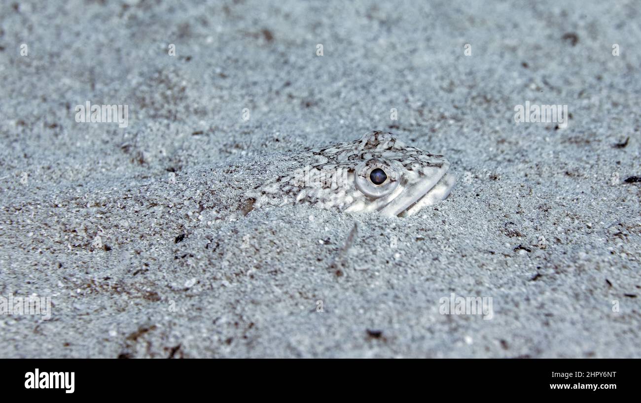 Synodus saurus (Atlantic lizardfish Stock Photo - Alamy