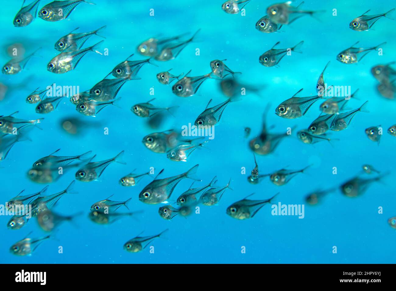 Vanikoro sweeper pempheris vanicolensis hi-res stock photography and ...