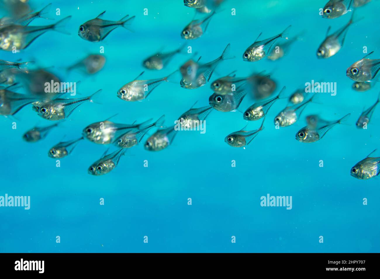 Vanikoro sweeper pempheris vanicolensis hi-res stock photography and ...