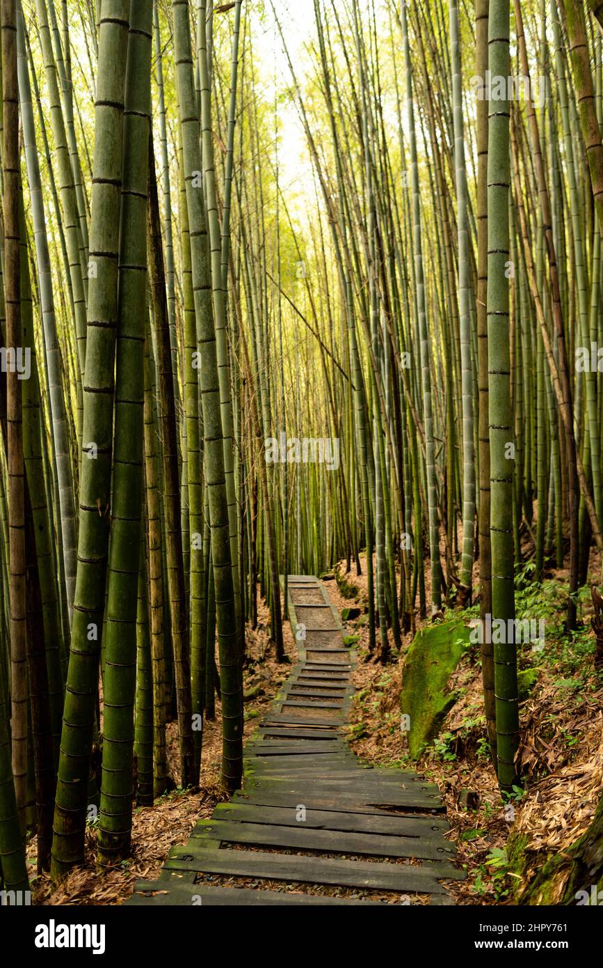 Bamboo forest path in Taiwan Alishan Forest Stock Photo - Alamy