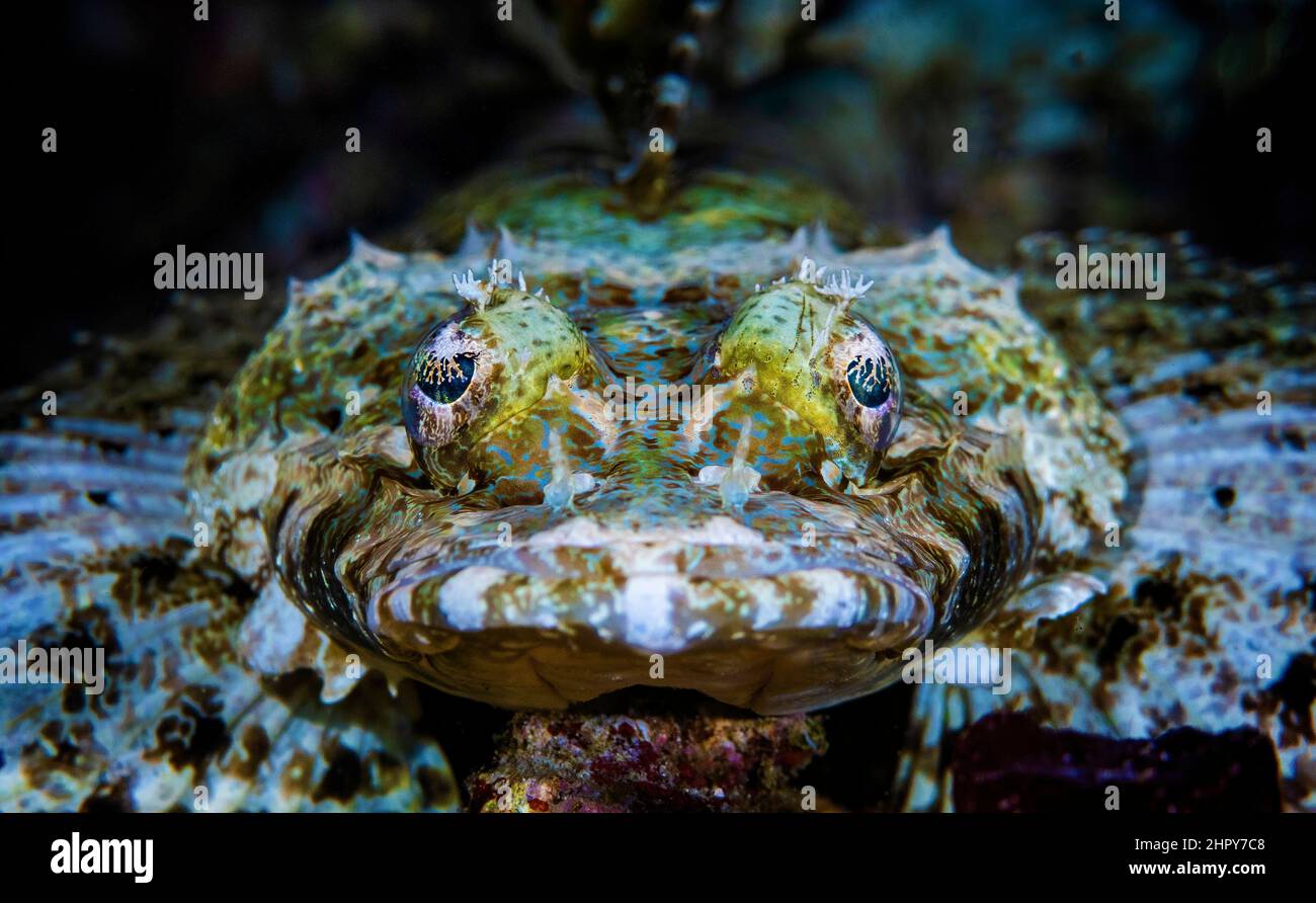 Globulous eyes hi-res stock photography and images - Alamy