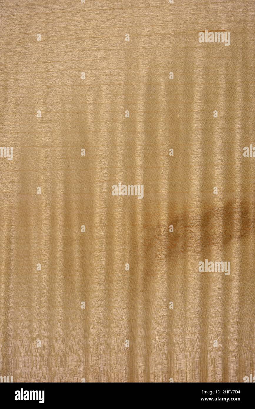 Longitudinal section of Sycamore maple (Acer pseudoplatanus), Europe ...