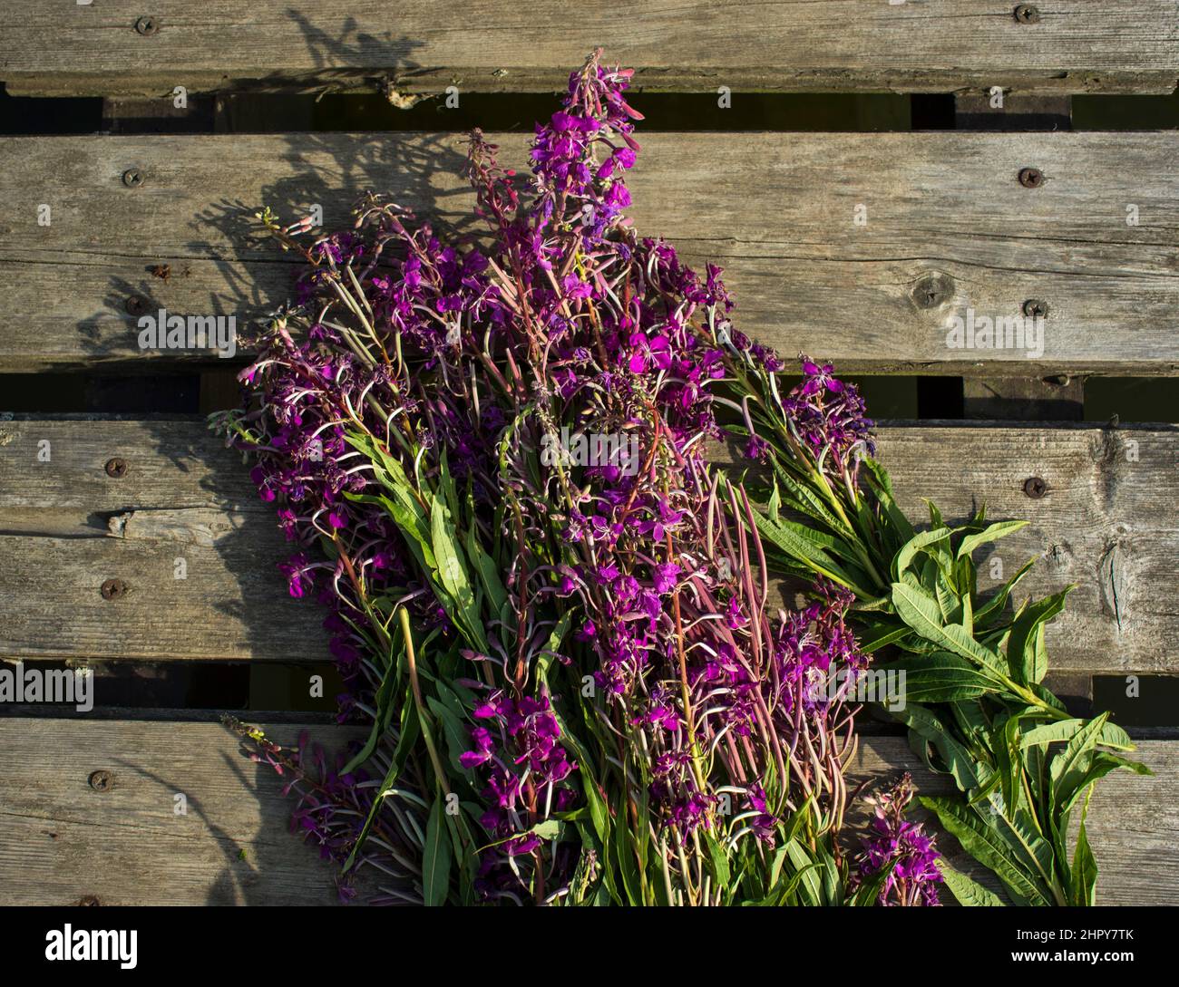 Process of fermentation of tea. Manual processing Ivan tea fermentation ...