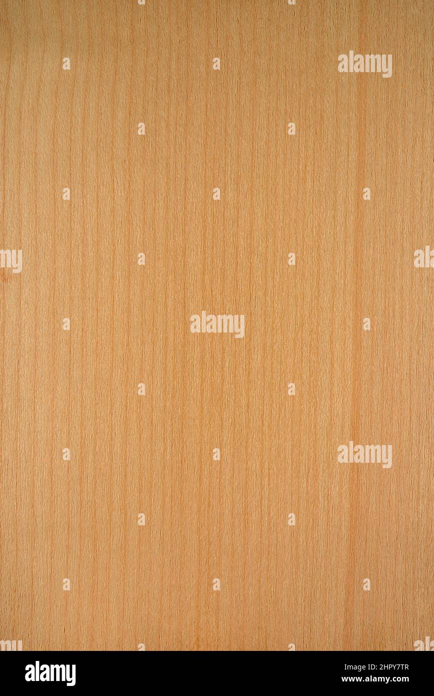 Longitudinal section of Sycamore maple (Acer pseudoplatanus), Europe ...