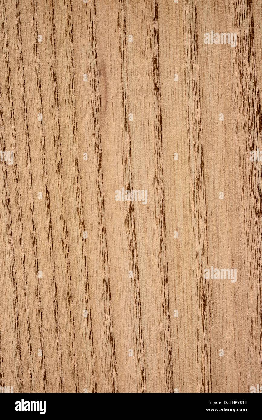 Longitudinal section of European white elm burl (Ulmus laevis), Europe ...