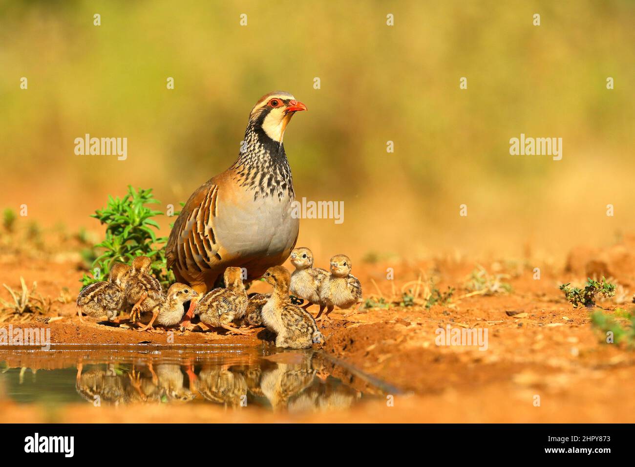 Red legged partridge (Alectoris rufa) and chicks at a waterhole in ...