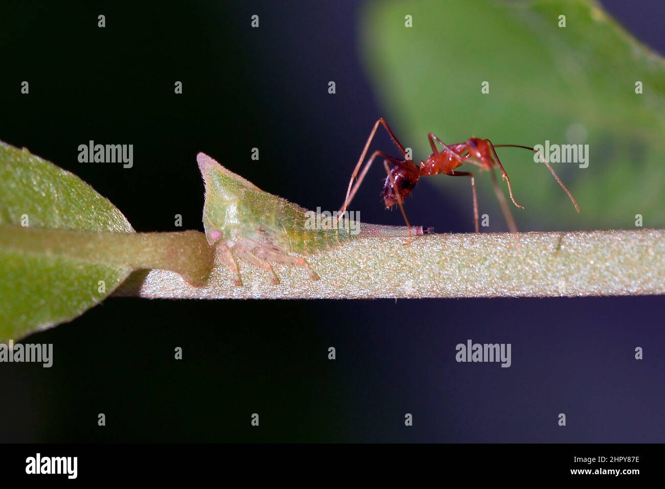 Treehopper membracidae sp hi-res stock photography and images - Alamy