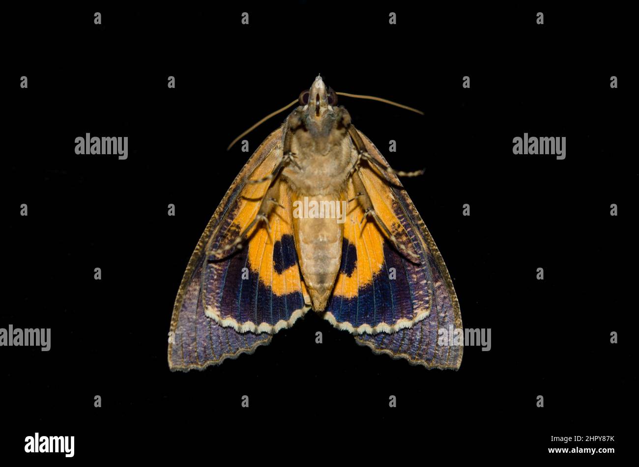 Underside of Common Fruit-piercing Moth (Eudocima phalonia), common ...