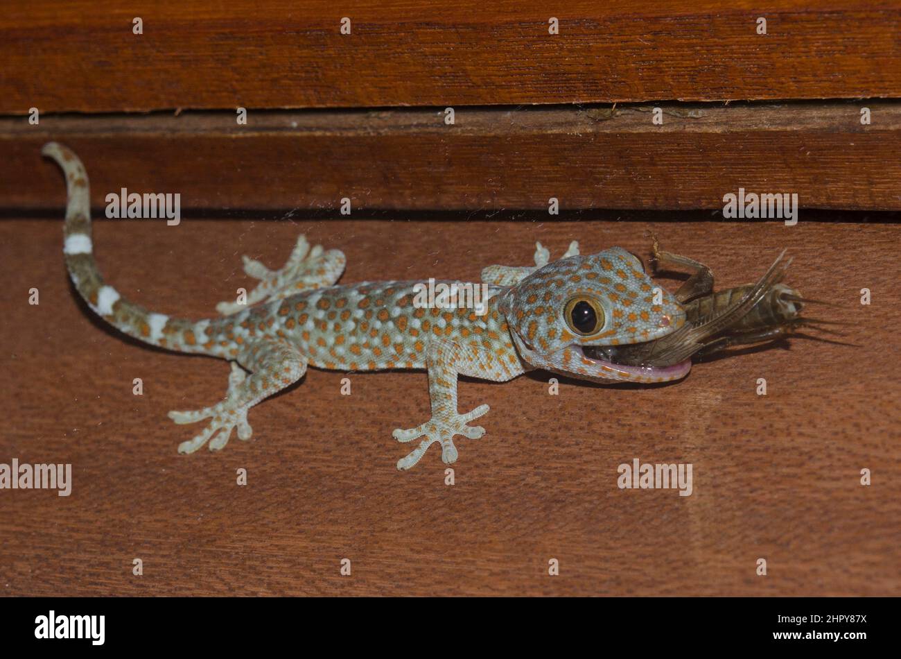 Tokay Gecko (Gekko gecko) with Mole Cricket (Gryllotalpa sp) prey ...