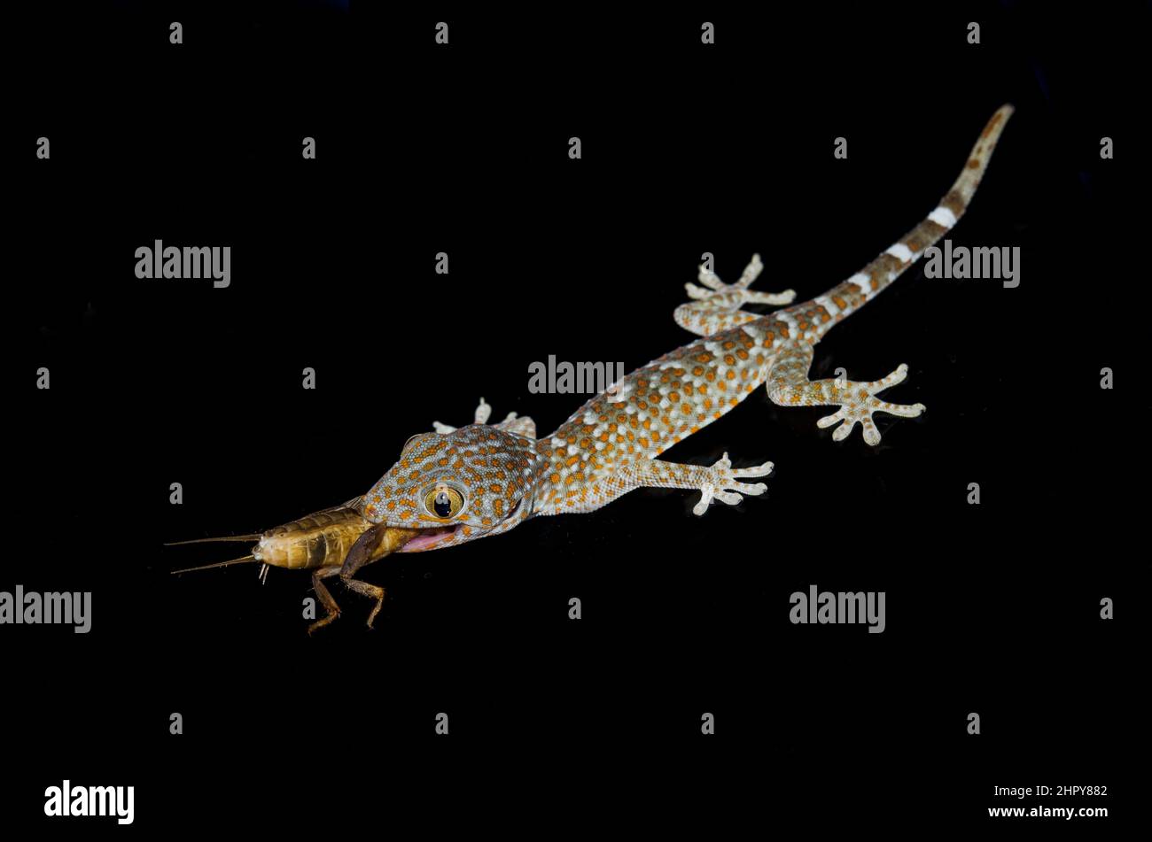 Tokay Gecko (Gekko gecko) with Mole Cricket (Gryllotalpa sp) prey ...