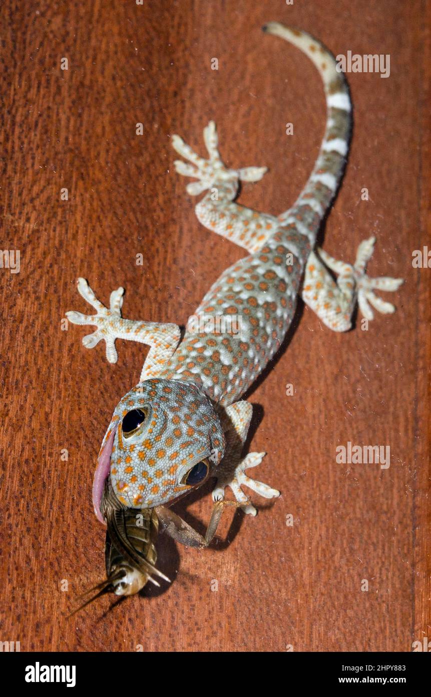 Tokay Gecko (Gekko gecko) with Mole Cricket (Gryllotalpa sp) prey ...